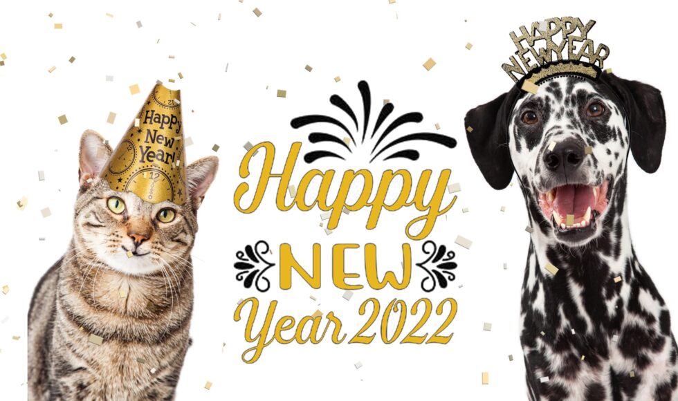 Groomsoft 2021 Year In Review - Groomsoft Pet Grooming Software Blog